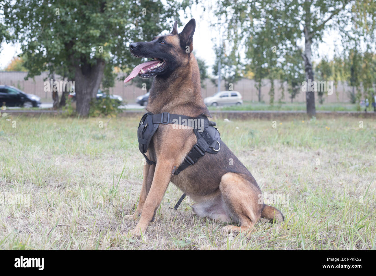 Big trained german shepherd dog sitting on a field. Side angle Stock ...