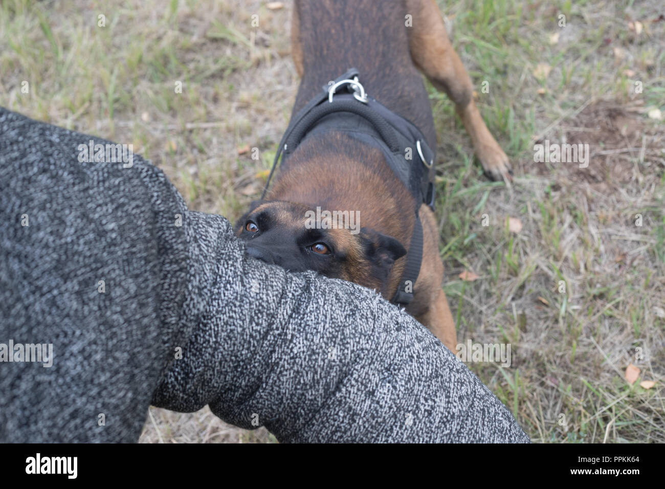 Training sheepdog on attacking. The dog bites a trainer in the ...