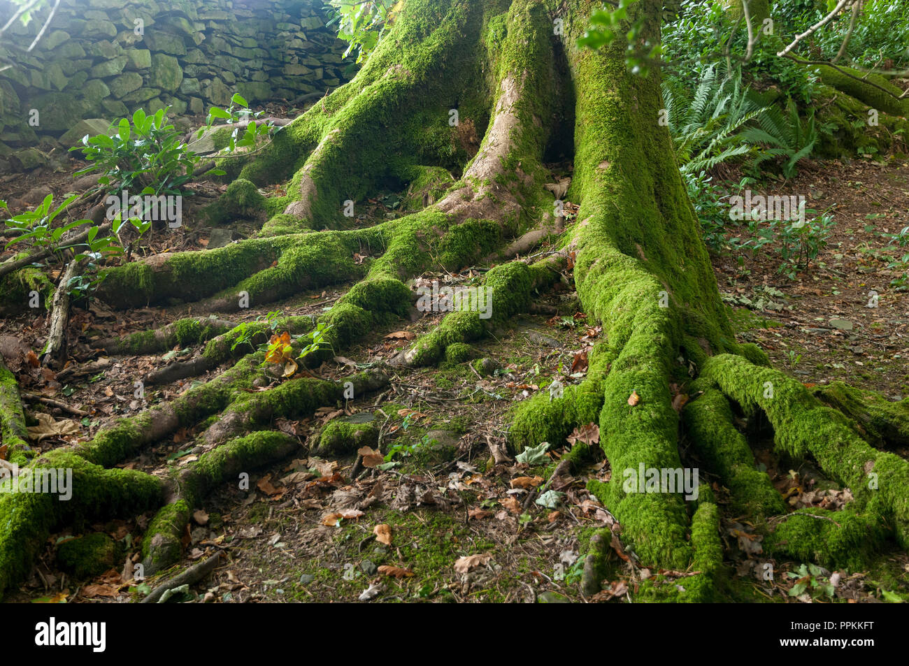 Gnarled root system hi-res stock photography and images - Alamy