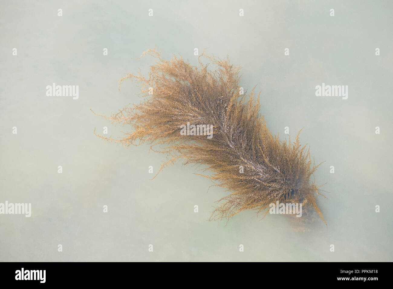 Seaweed floating on the sea Stock Photo - Alamy