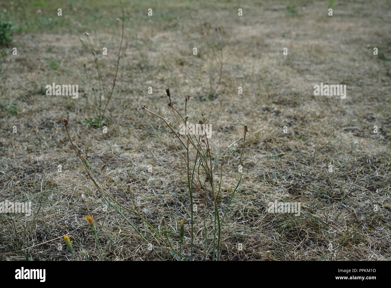 The extreme heat in Germany leads to enormous losses in the harvest of ...