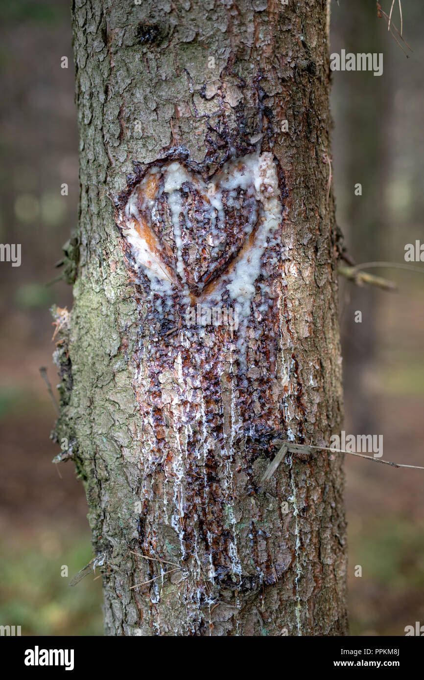 Maple sap extraction hi-res stock photography and images - Alamy