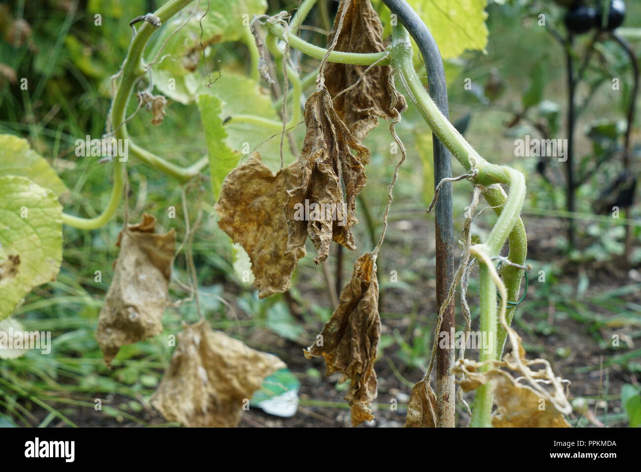 The extreme heat in Germany leads to enormous losses in the harvest of ...