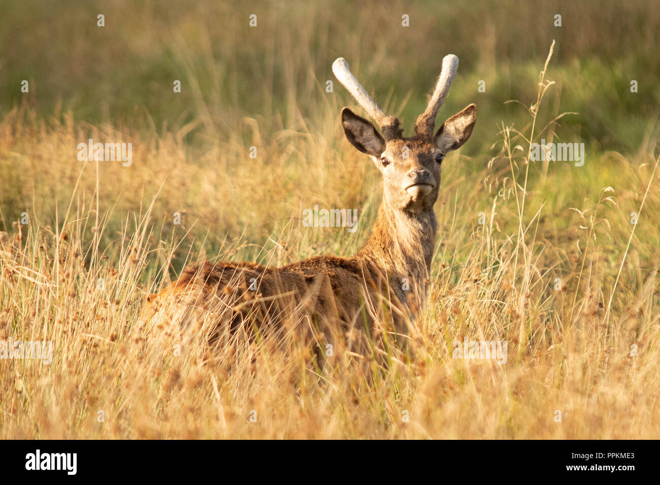 Small dear looking through undergrowth grass Stock Photo - Alamy