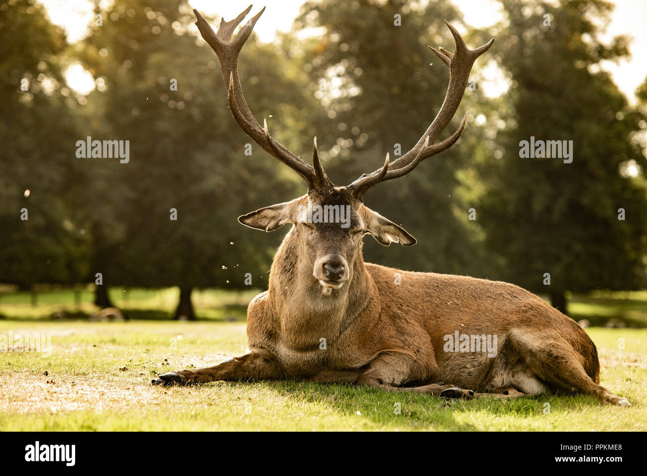 Red stag with large antlers Stock Photo - Alamy