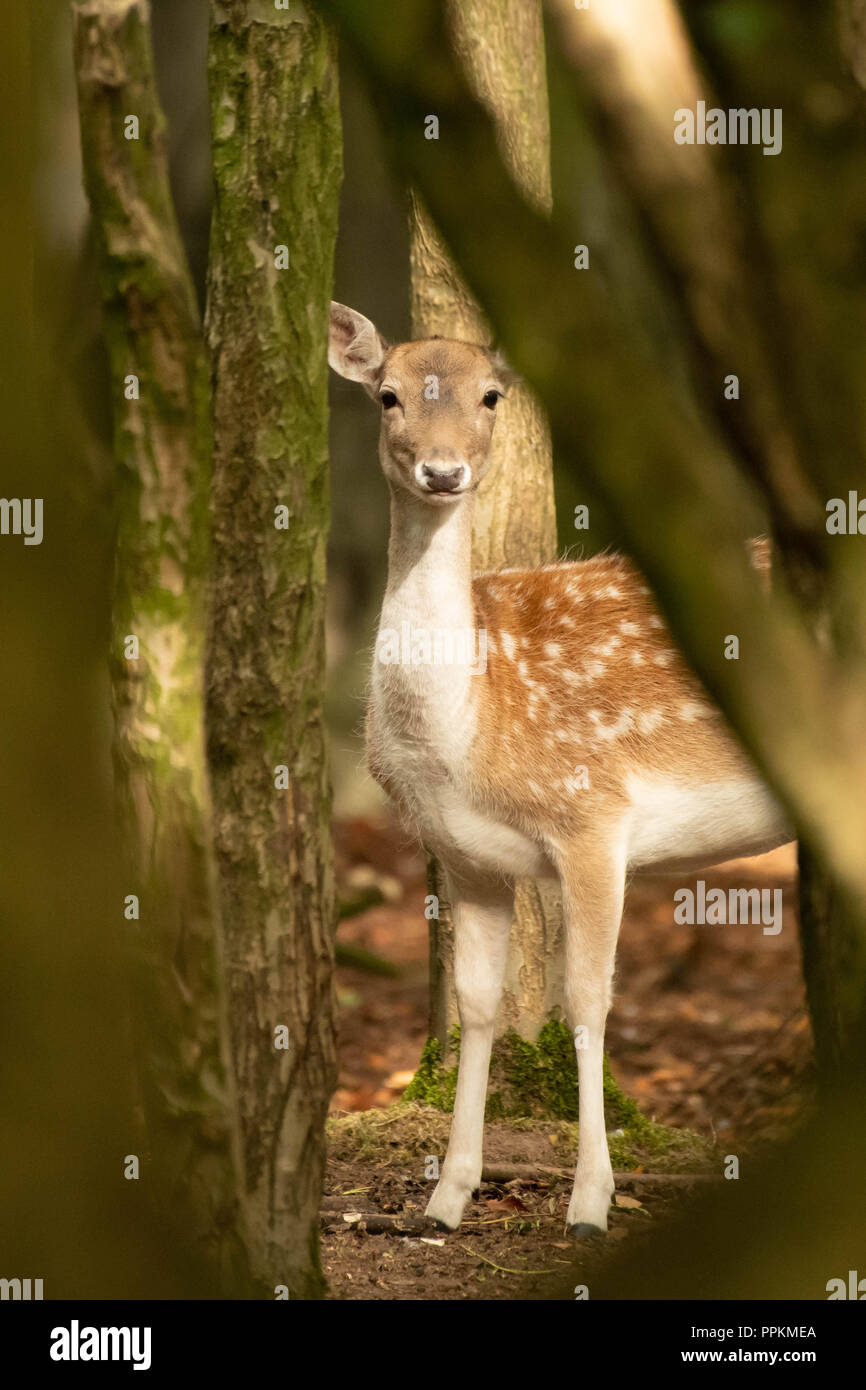 Looking through the trees hi-res stock photography and images - Alamy