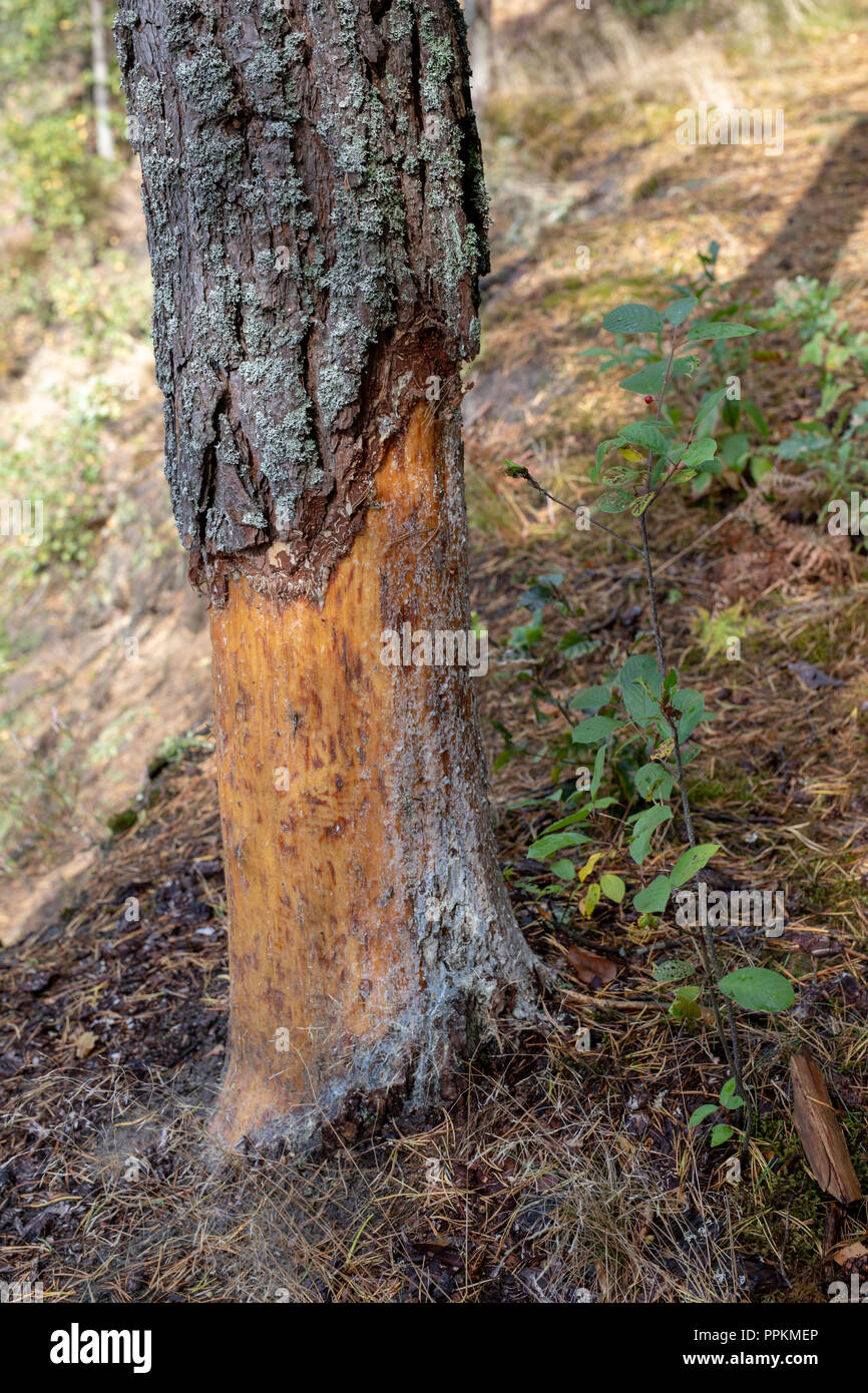A peeled bark of a pine tree. Flowing resin on the trunk of a living ...