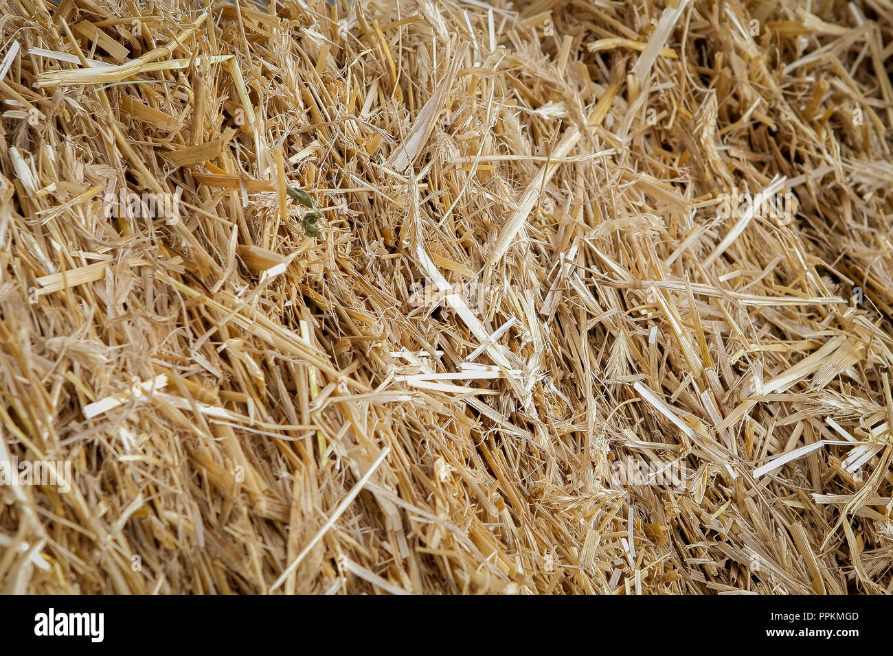 Hay background as a front view of a bale of hay as an agriculture farm ...