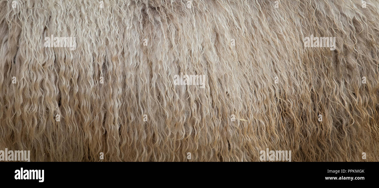 closeup of natural sheep wool Stock Photo - Alamy