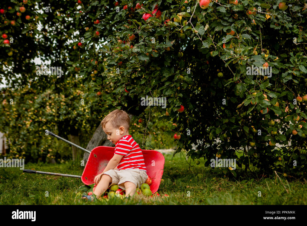 Child picking apples on a farm. Little boy playing in apple tree ...