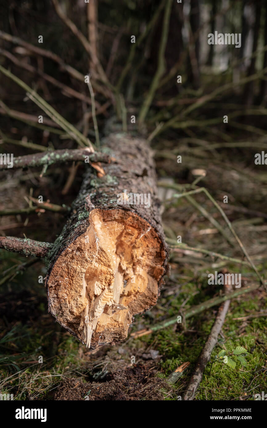Broken tree in the forest. Old dry spruce in an old stand. Season of ...