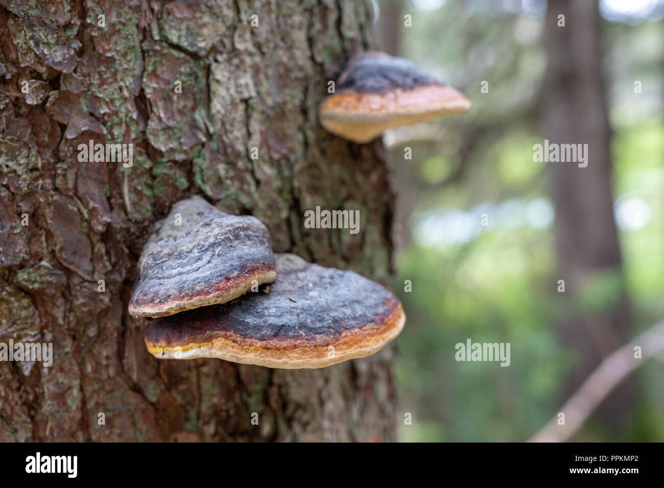 Forest huba on the trunk of a tree. Mushrooms, parasites in the forest ...