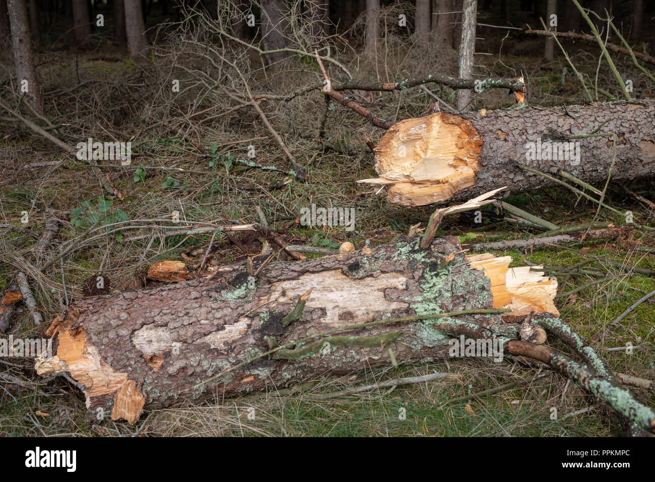 Broken tree in the forest. Old dry spruce in an old stand. Season of ...