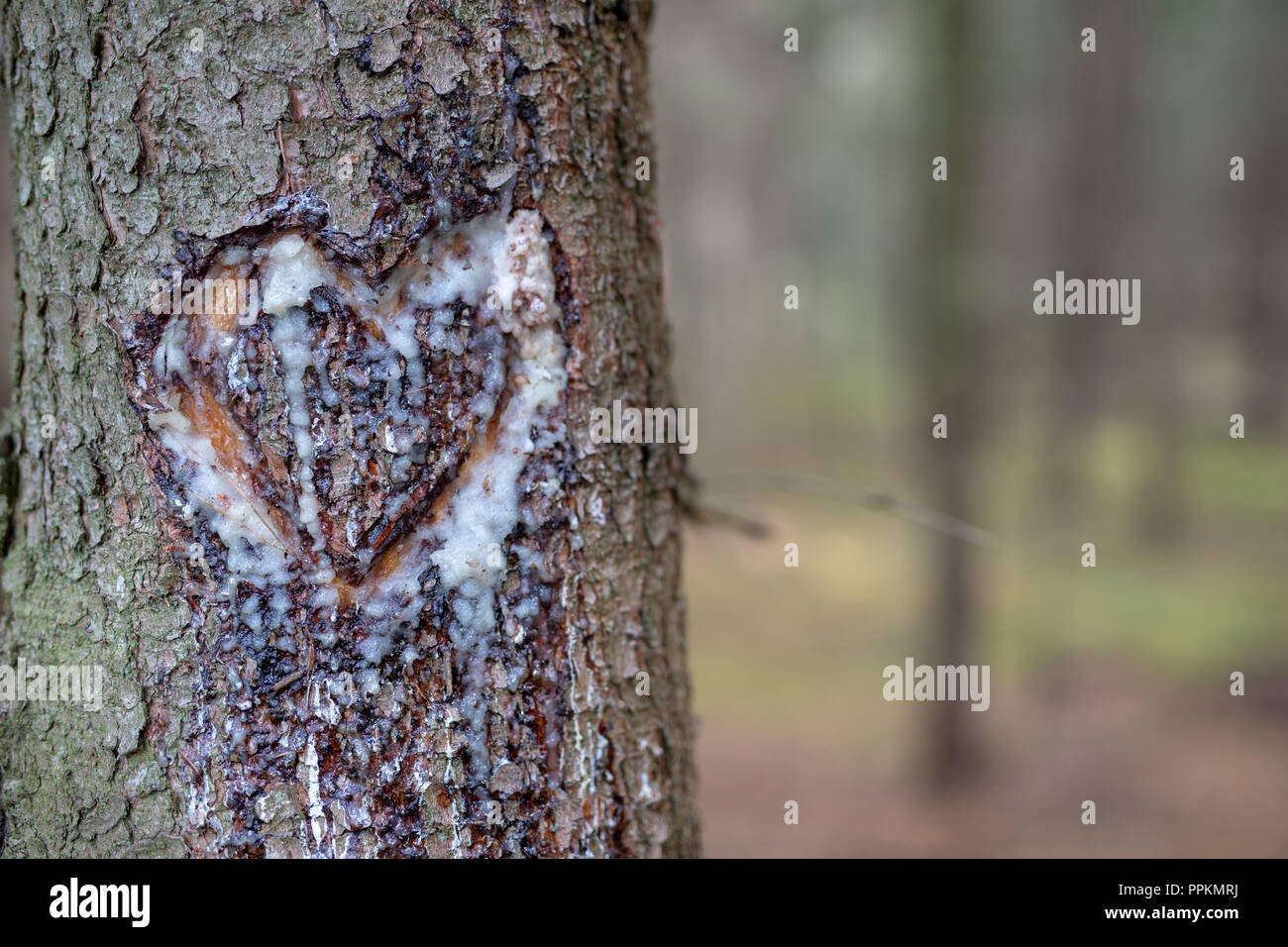 A heart cut in a spruce tree trunk. Heart dripping with resin in the ...