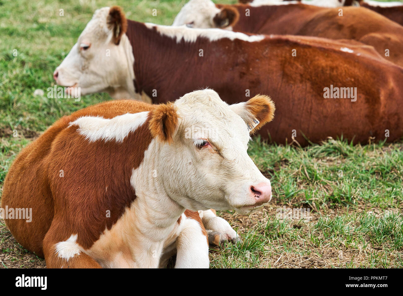 Steers field hi-res stock photography and images - Alamy
