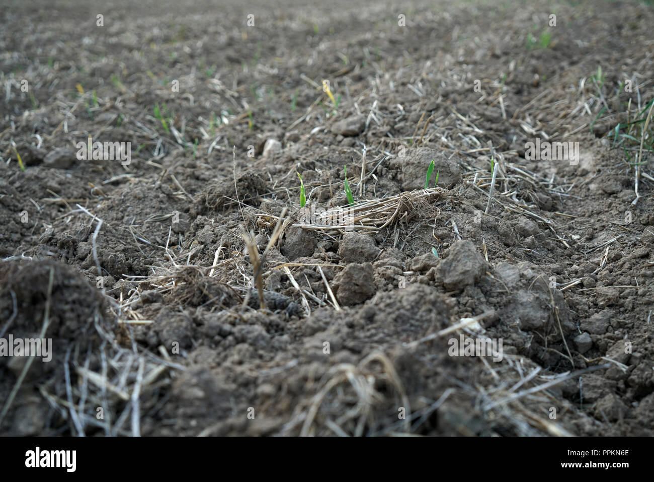 The extreme heat in Germany leads to enormous losses in the harvest of ...