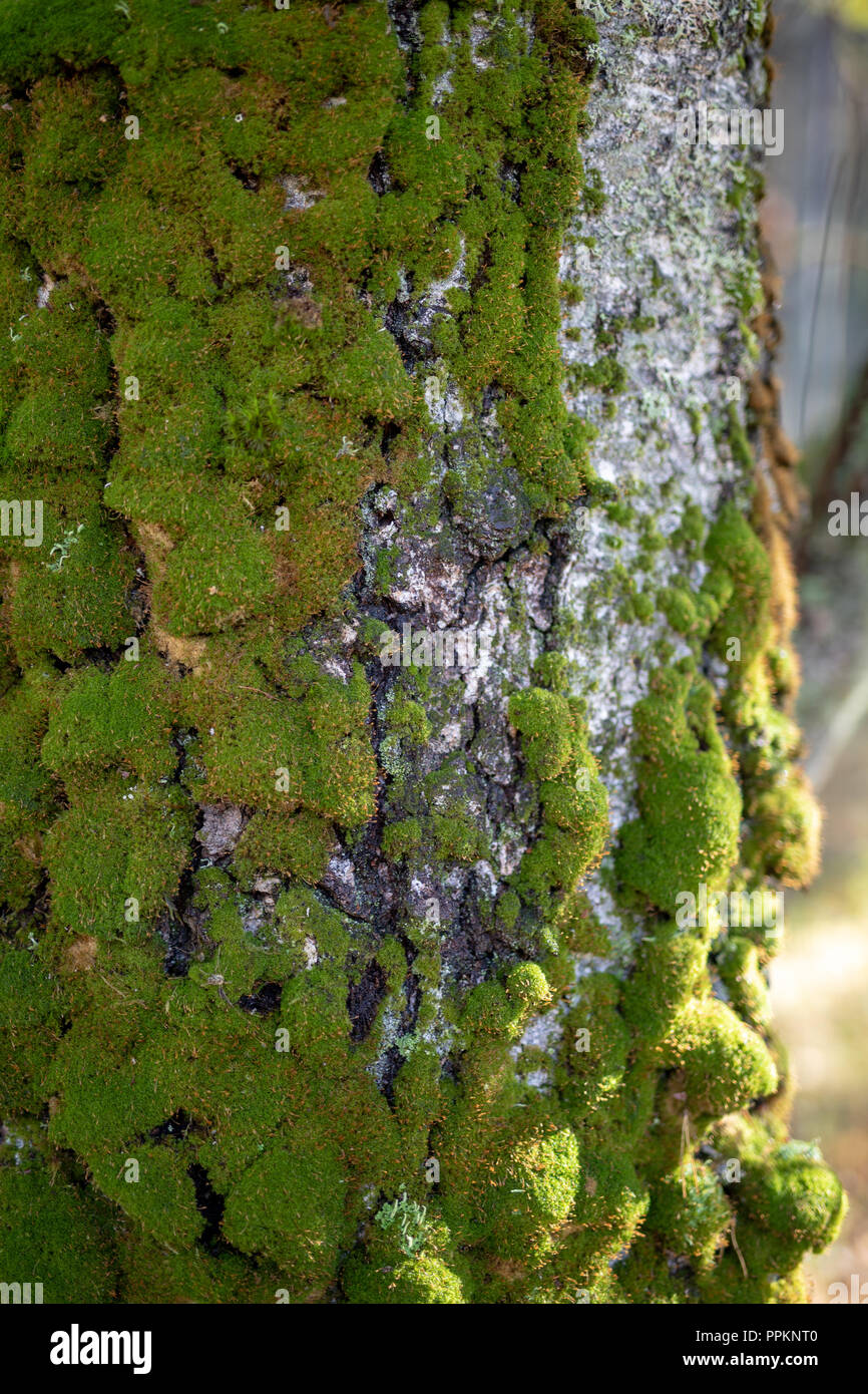 Mossy trunk of a birch tree. Moss on a tree trunk in a forest area ...