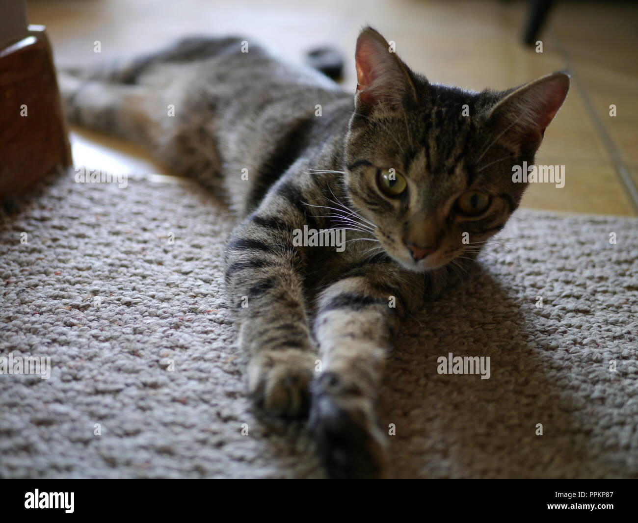 Skinny cat hi-res stock photography and images - Alamy