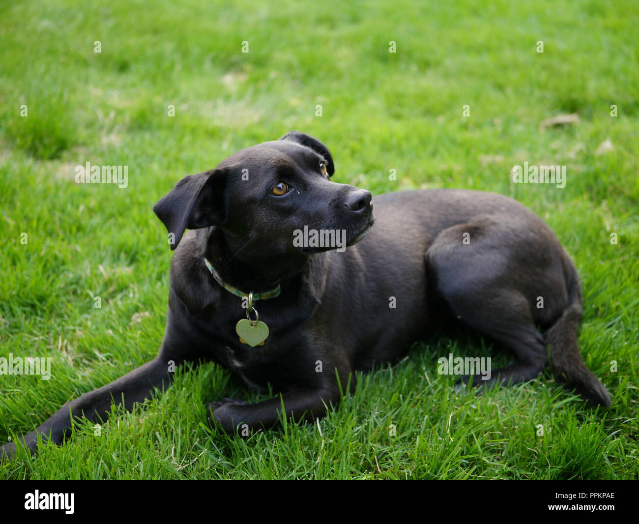 Black lab in grass hi-res stock photography and images - Alamy