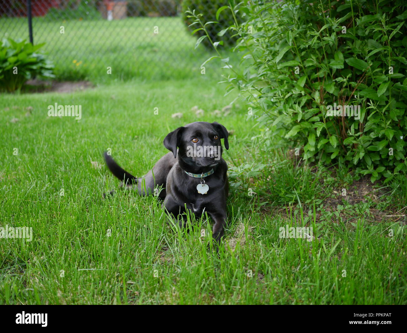 Good grooming hi-res stock photography and images - Alamy