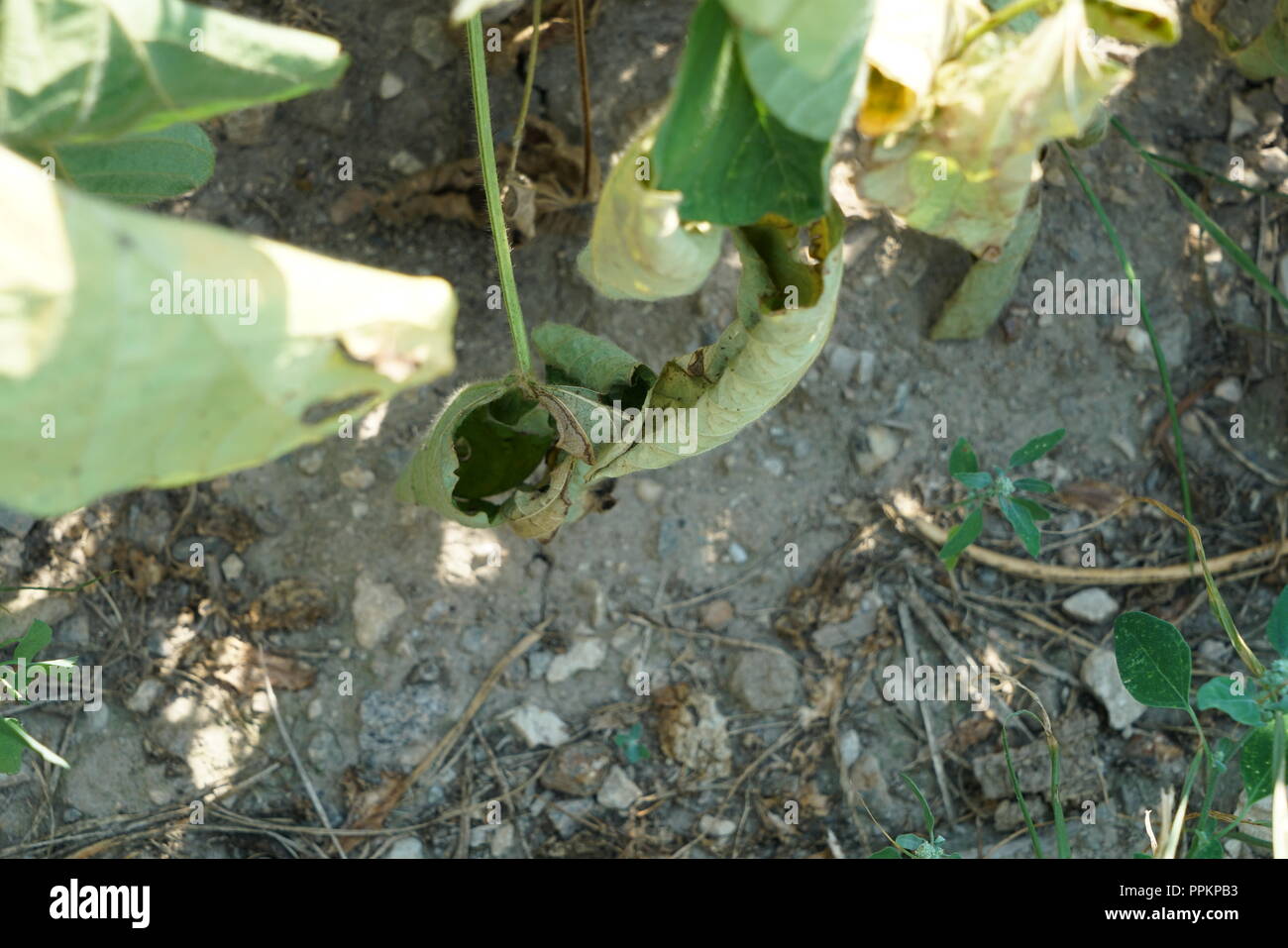 The extreme heat in Germany leads to enormous losses in the harvest of ...