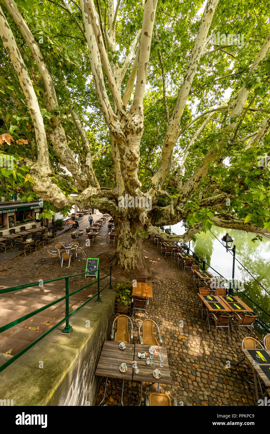 Very large Plane tree beside the canal and a cafe. Petite France ...