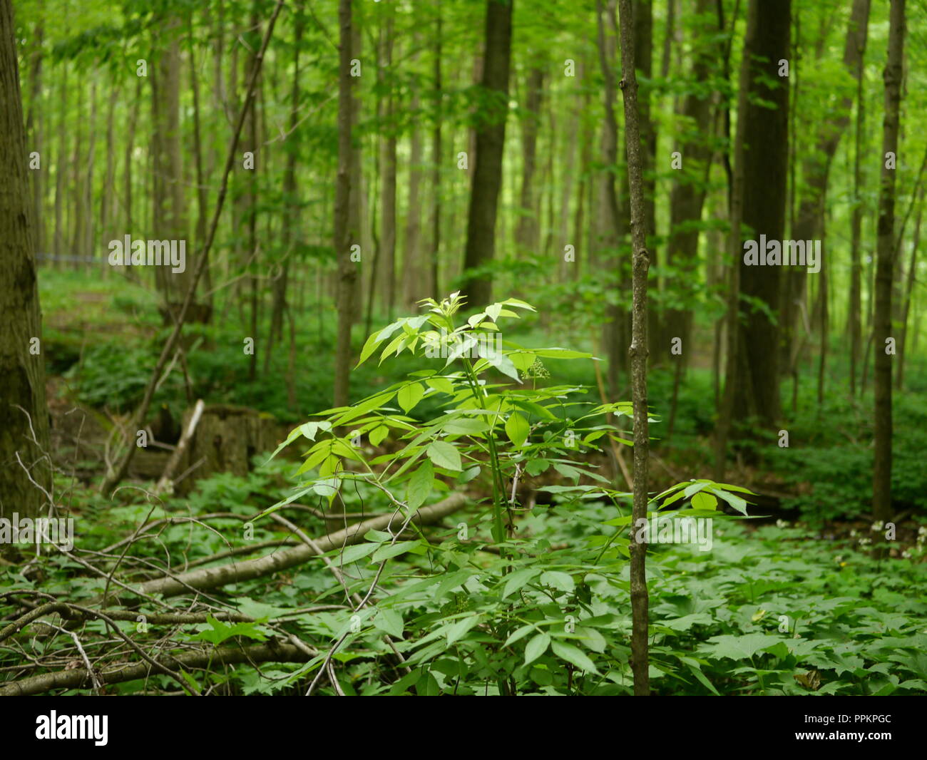 Springtime in the Bush Stock Photo - Alamy