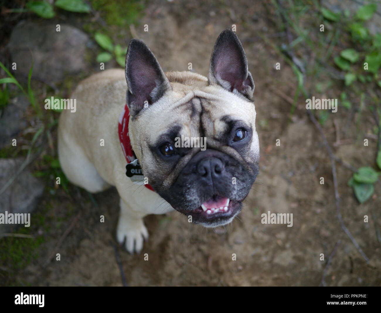 Frenchie hi-res stock photography and images - Alamy