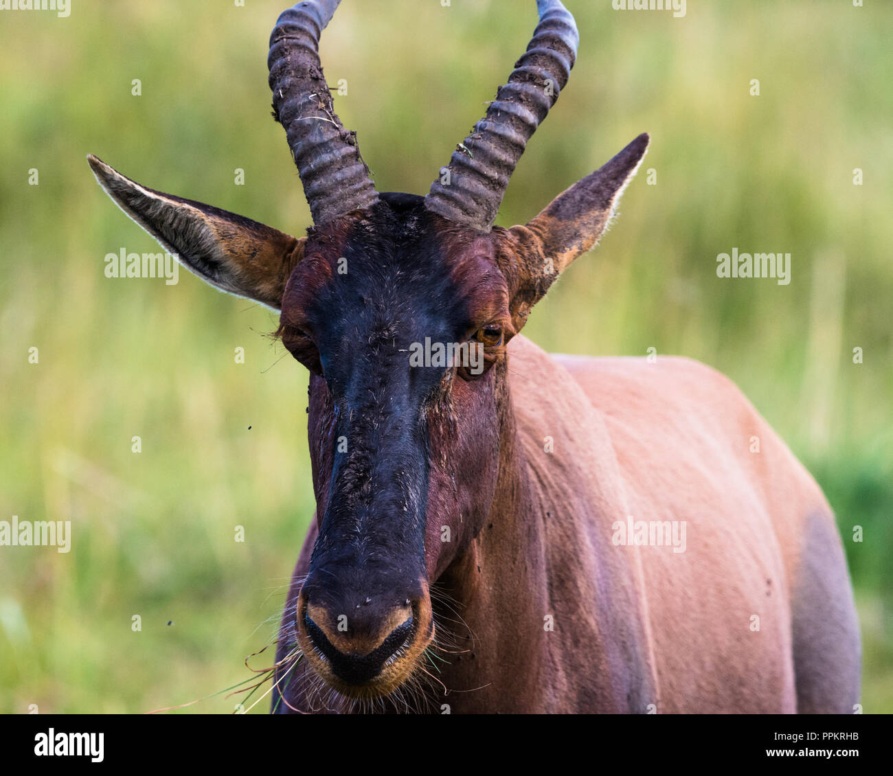 Topi antelope, Maasai Mara national reserve, Kenya Stock Photo - Alamy