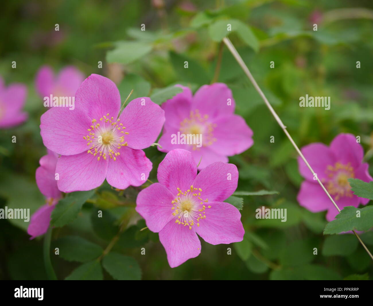 Trailside wildlife hi-res stock photography and images - Alamy