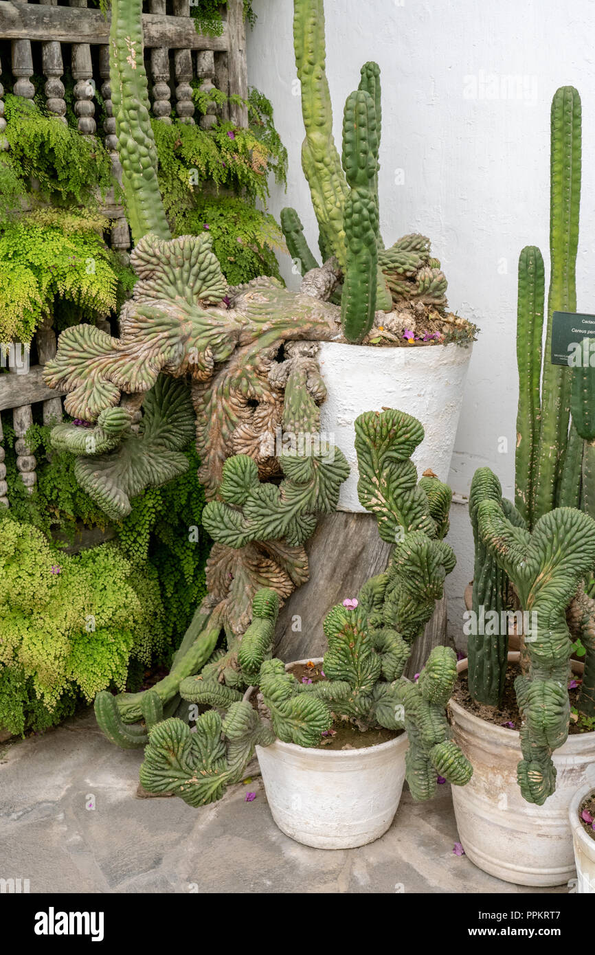 Cereus monstrose hi-res stock photography and images - Alamy