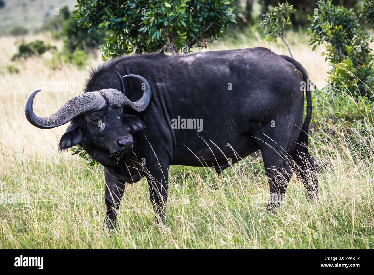 Buffalo syncerus maasai mara national hi-res stock photography and ...