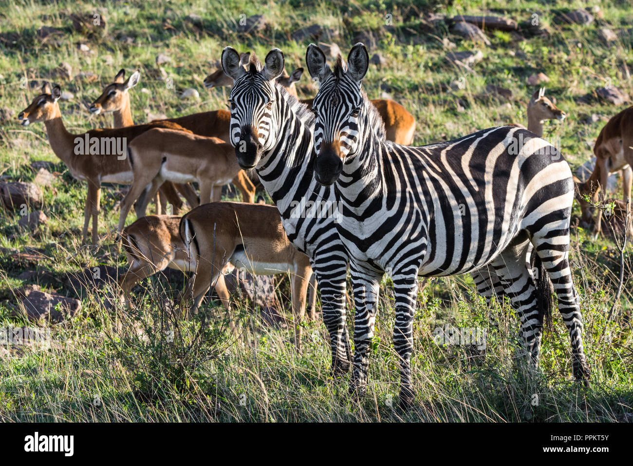 Zebra and impala hi-res stock photography and images - Alamy