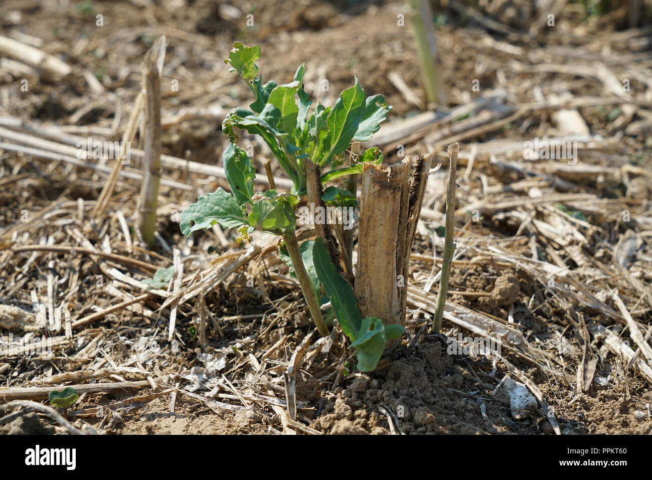 The extreme heat in Germany leads to enormous losses in the harvest of ...