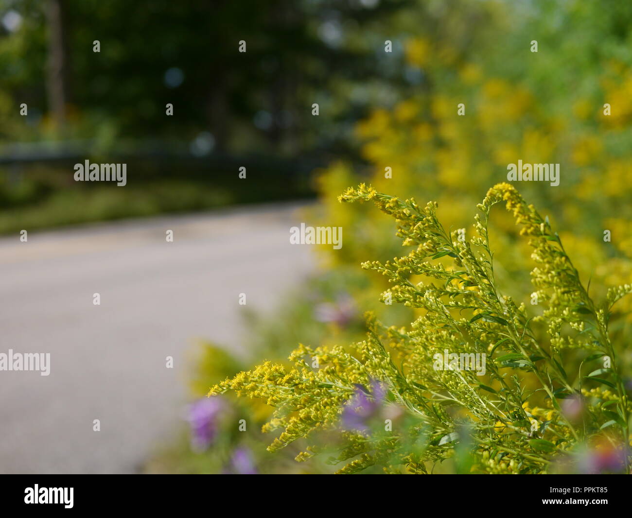 Country road gold Stock Photo - Alamy
