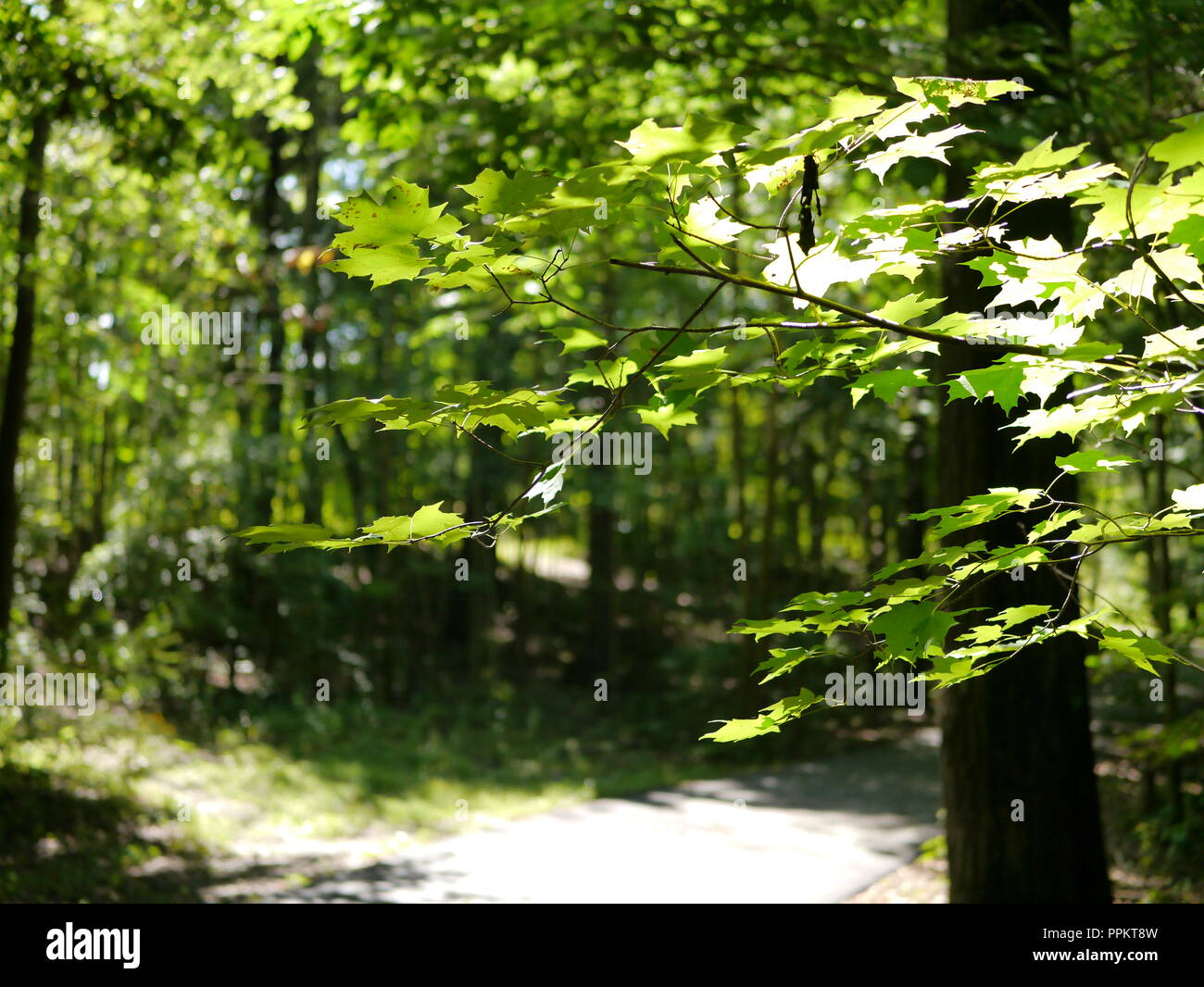 Forestry camping hi-res stock photography and images - Alamy
