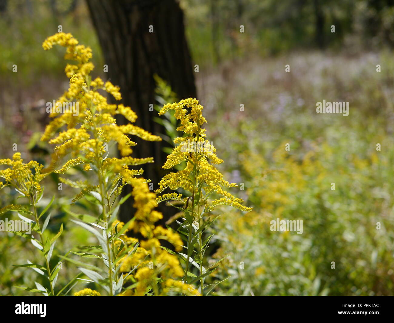 Goldenrod field hi-res stock photography and images - Alamy