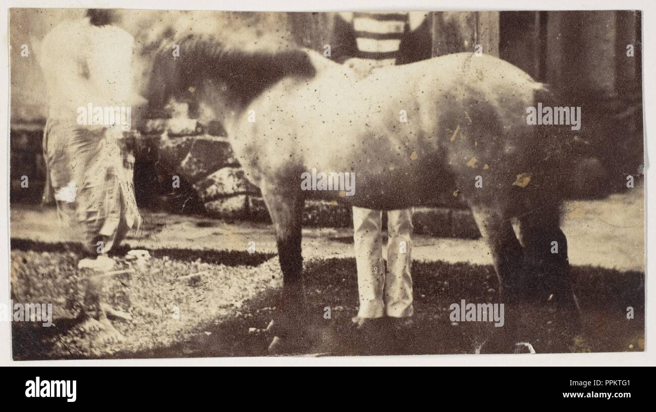 [My Pegu Pony]. Artist: Unknown. Dimensions: Image: 6.1 x 11.5 cm (2 3/ ...