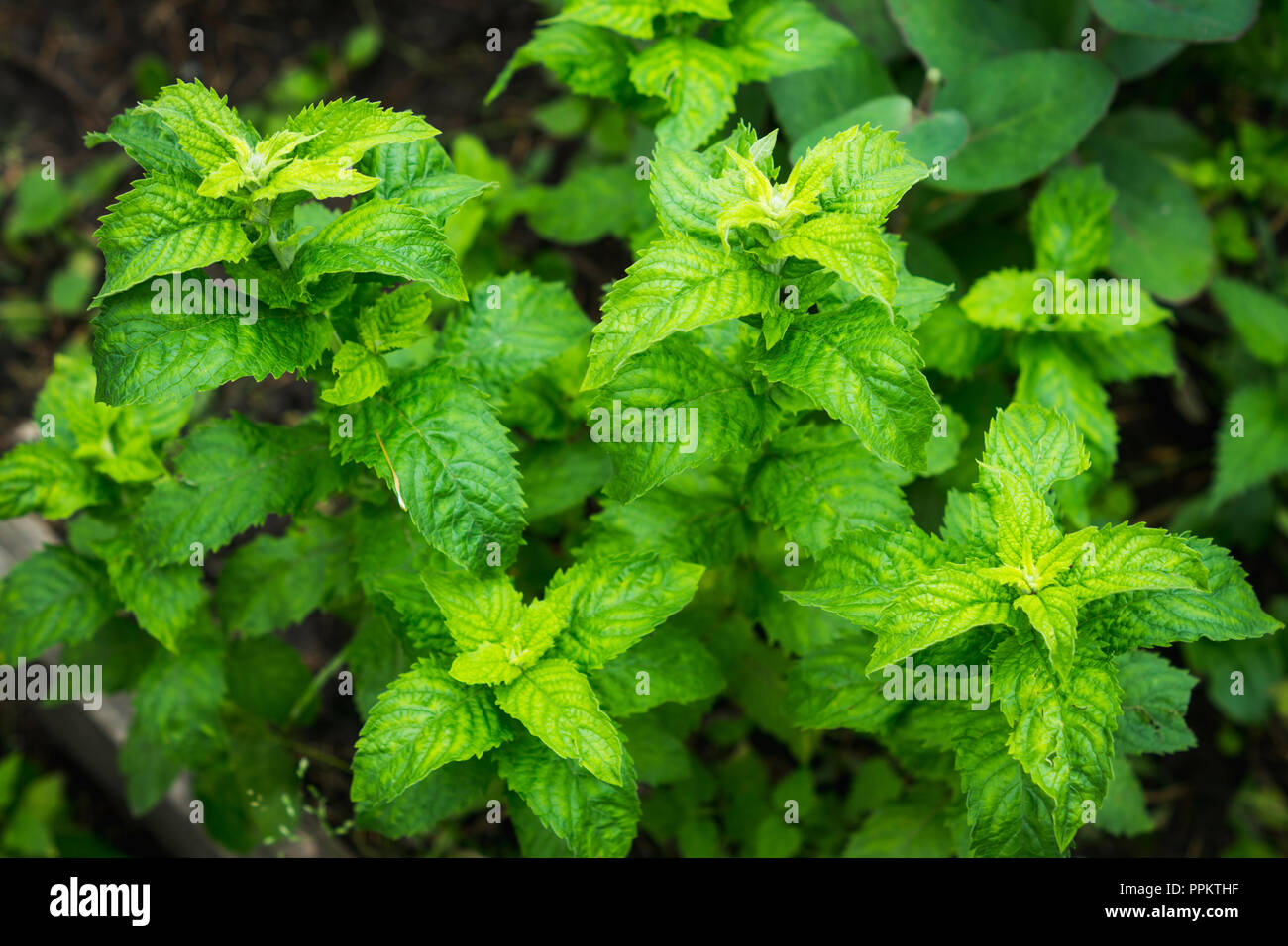 Fresh mint growing in the garden. Shallow depth of field Stock Photo ...