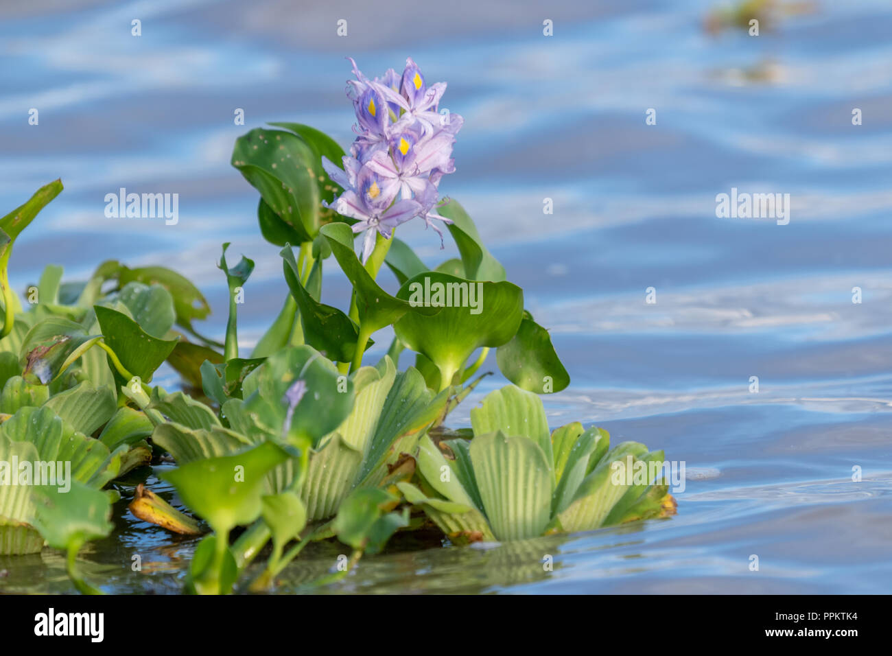 Water lettuce common floating hi-res stock photography and images - Alamy
