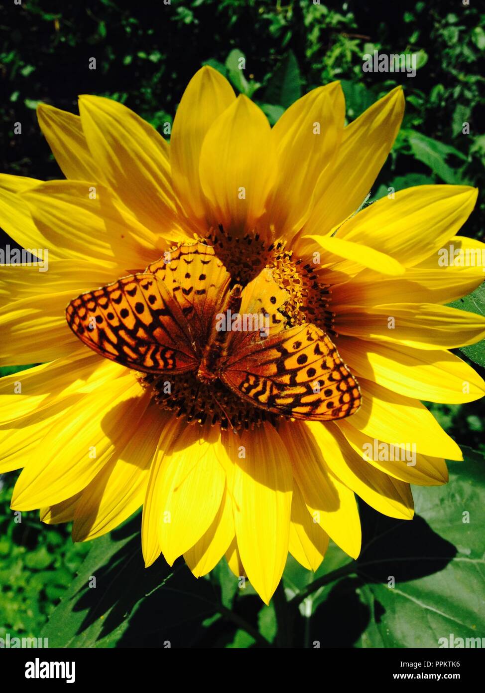 Picture of a butterfly over a sunflower flower Stock Photo - Alamy