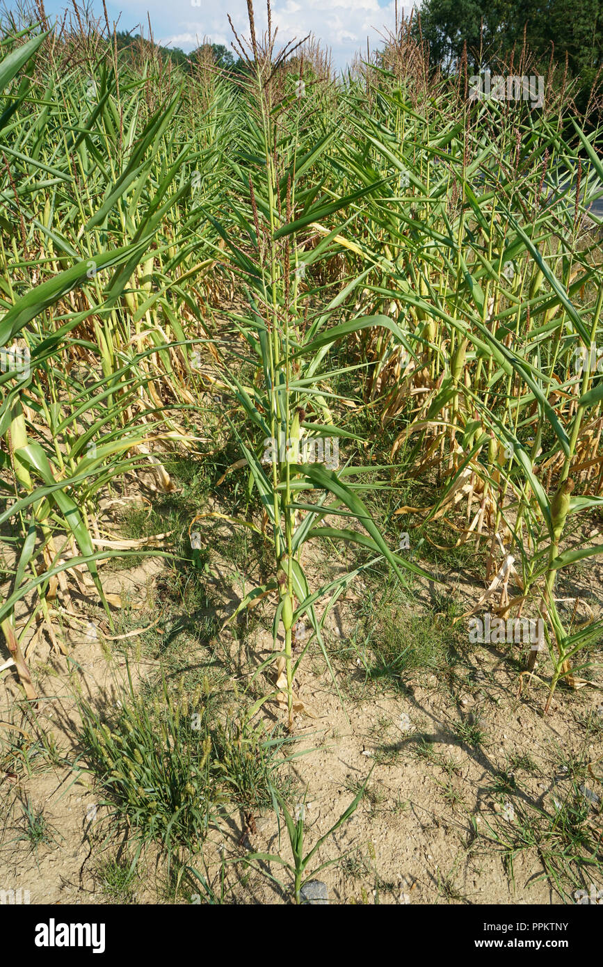 The extreme heat in Germany leads to enormous losses in the harvest of ...