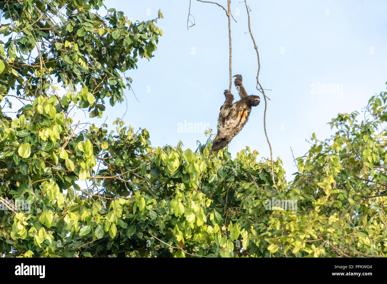 Sloth amazon rainforest hi-res stock photography and images - Alamy