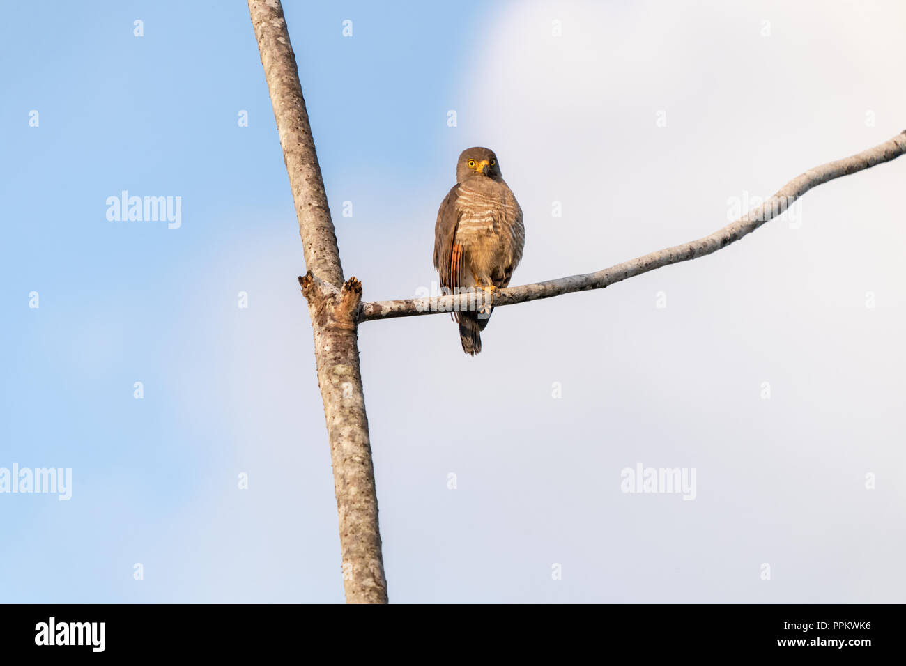 South american hawk hi-res stock photography and images - Alamy