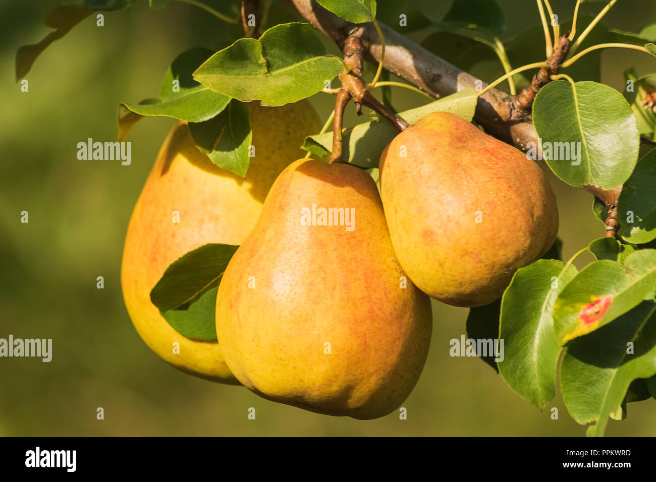 Red pears on tree in orchard hi-res stock photography and images - Alamy