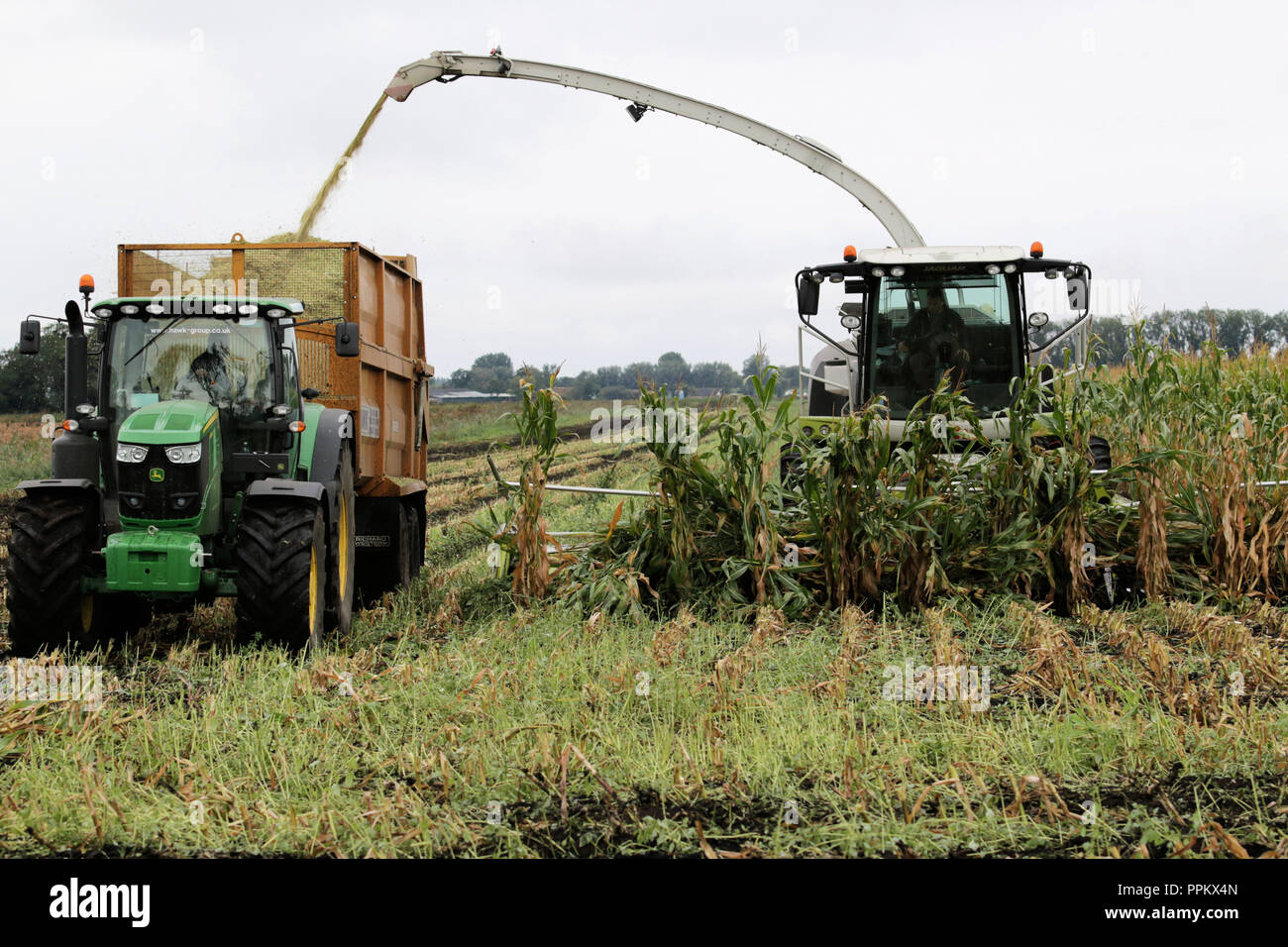 Maize being harvested in the Suffolk Fens for anaerobic digester fuel ...