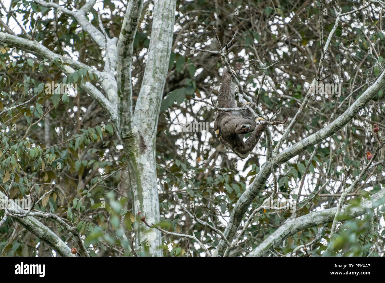 Amazon rainforest peru sloth hi-res stock photography and images - Alamy