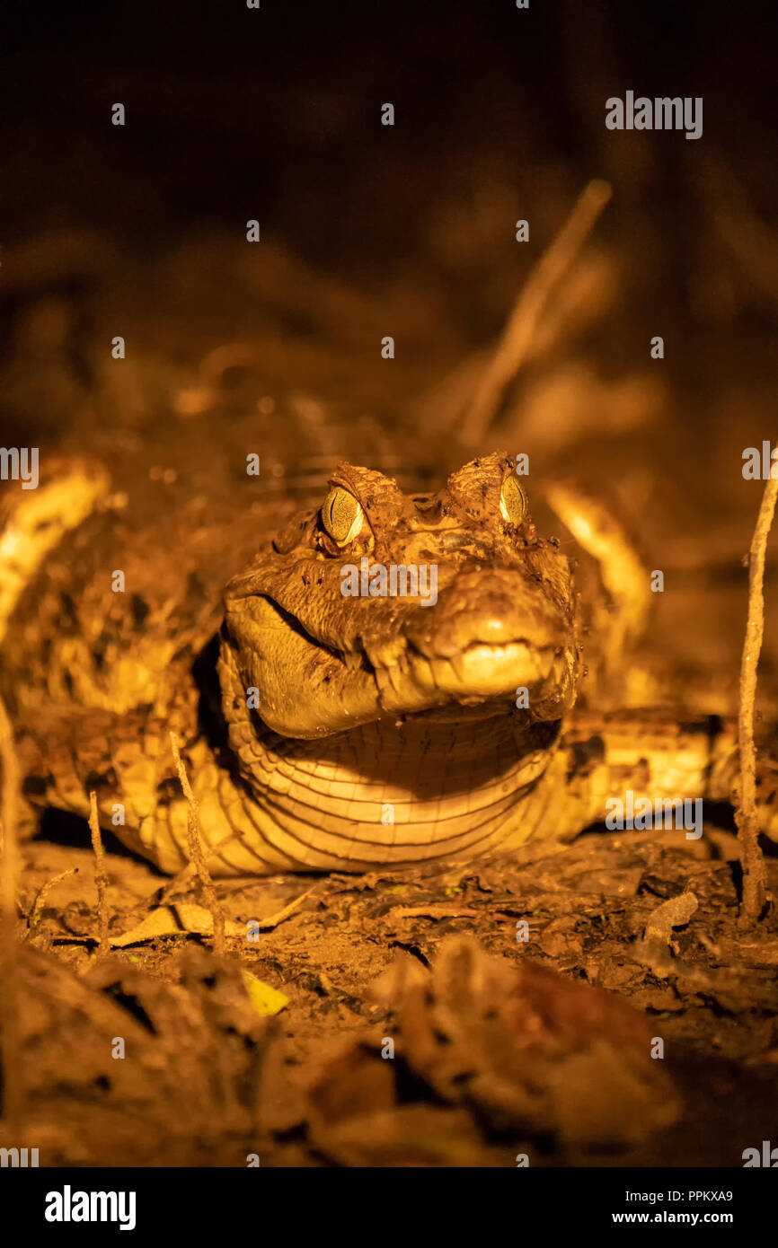 Dorado river peru caiman hi-res stock photography and images - Alamy