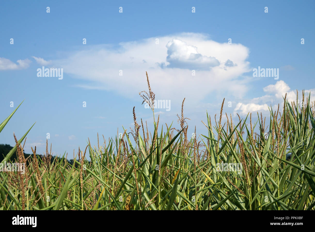 The extreme heat in Germany leads to enormous losses in the harvest of ...