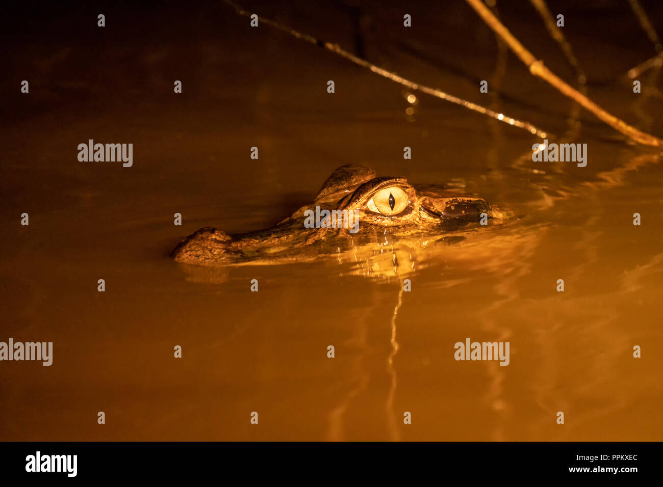 Dorado river peru caiman hi-res stock photography and images - Alamy
